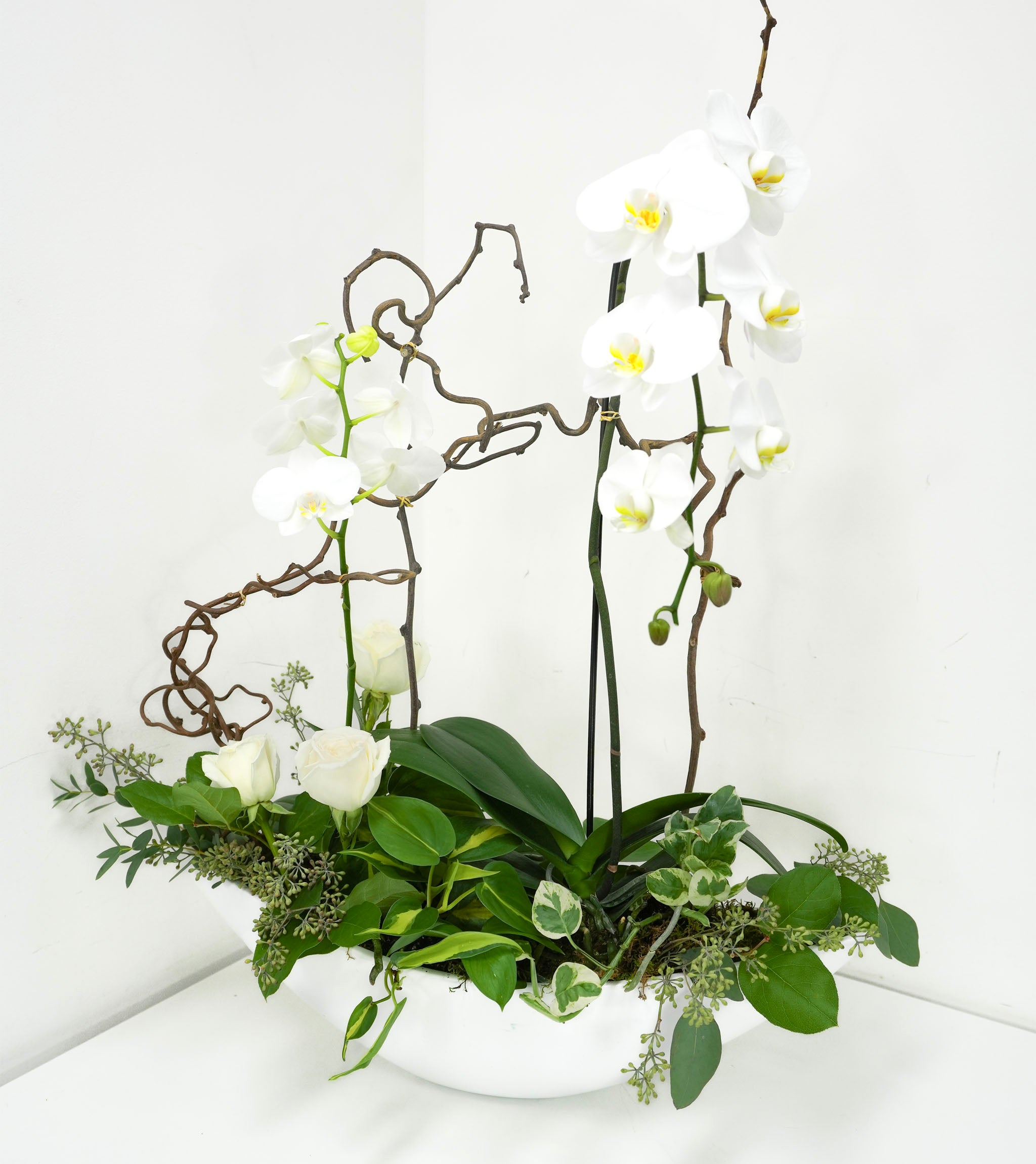 Orchid Radiance - Flower & Plant Free Delivery | Toronto Flower Shop ...
