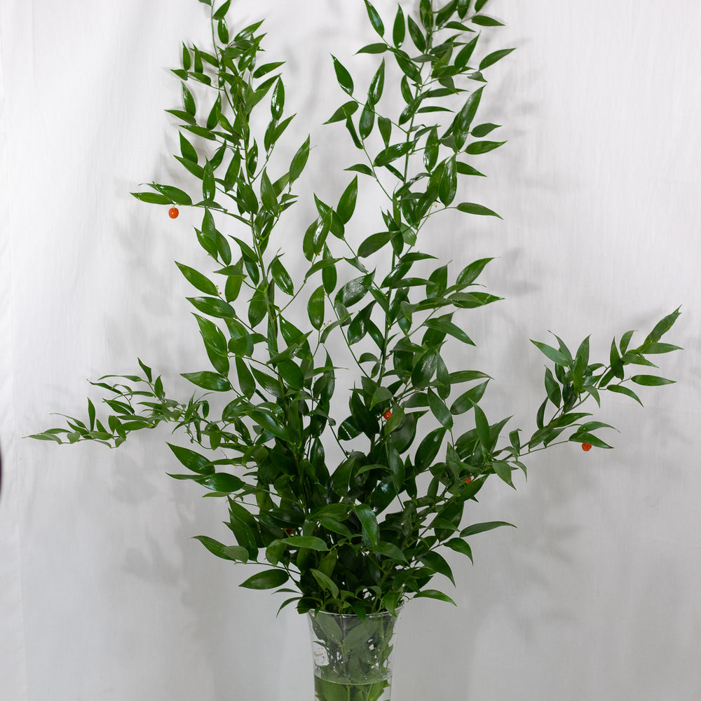Italian Ruscus - Flower & Plant Free Delivery | Toronto Flower Shop ...