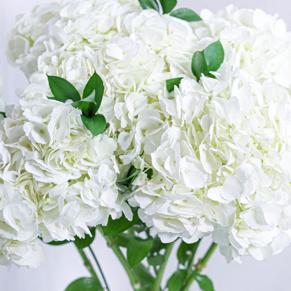 Hydrangea - Flower & Plant Free Delivery | Toronto Flower Shop ...