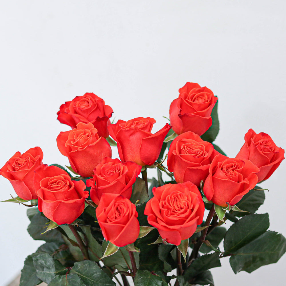 Rose - Flower & Plant Free Delivery | Toronto Flower Shop – Toronto ...