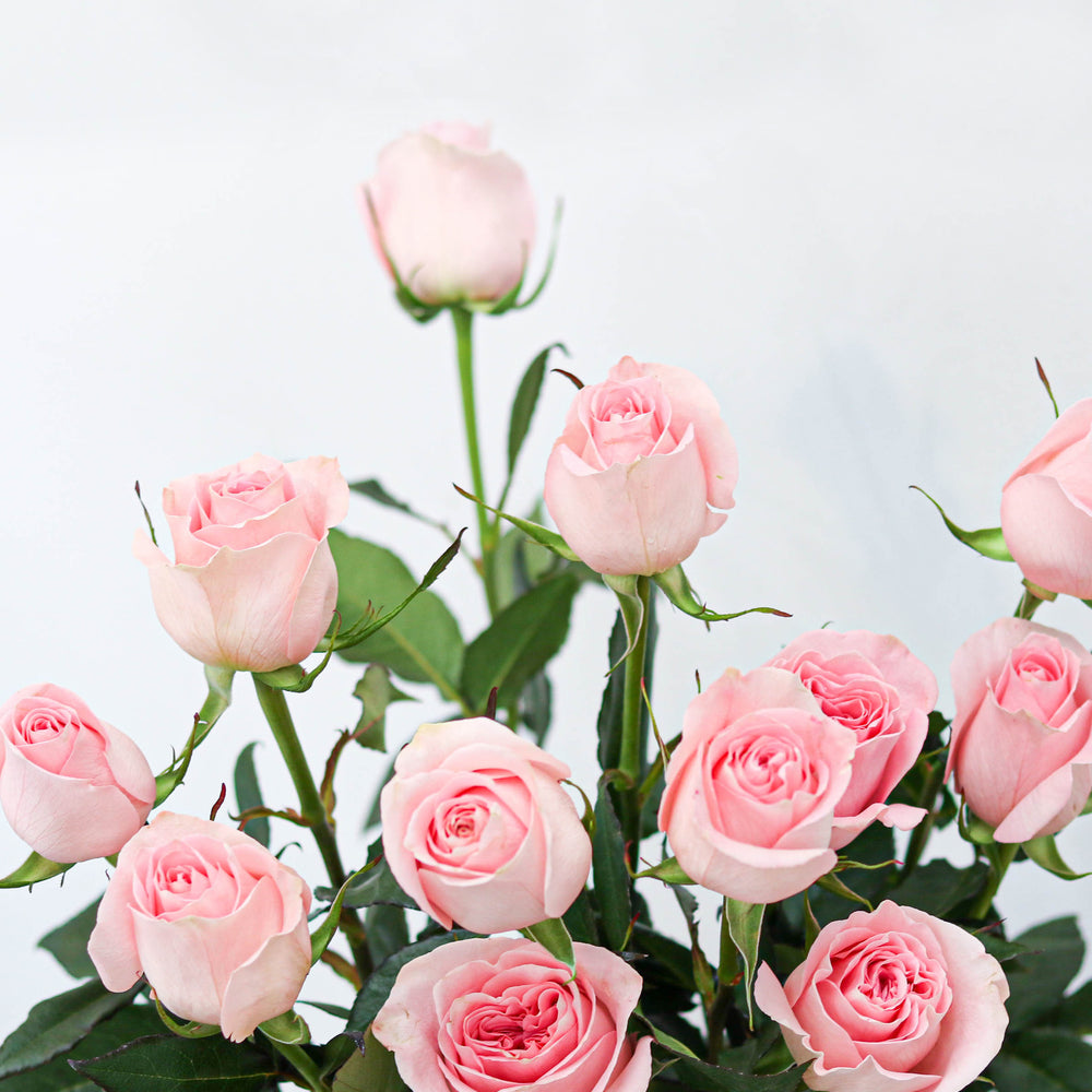 Rose - Flower & Plant Free Delivery | Toronto Flower Shop – Toronto ...