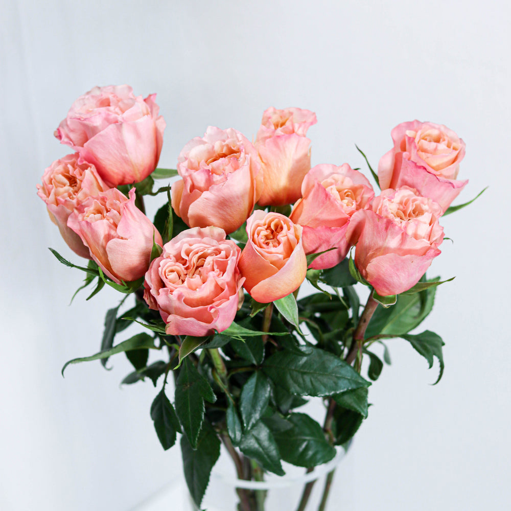 Rose - Flower & Plant Free Delivery | Toronto Flower Shop – Toronto ...