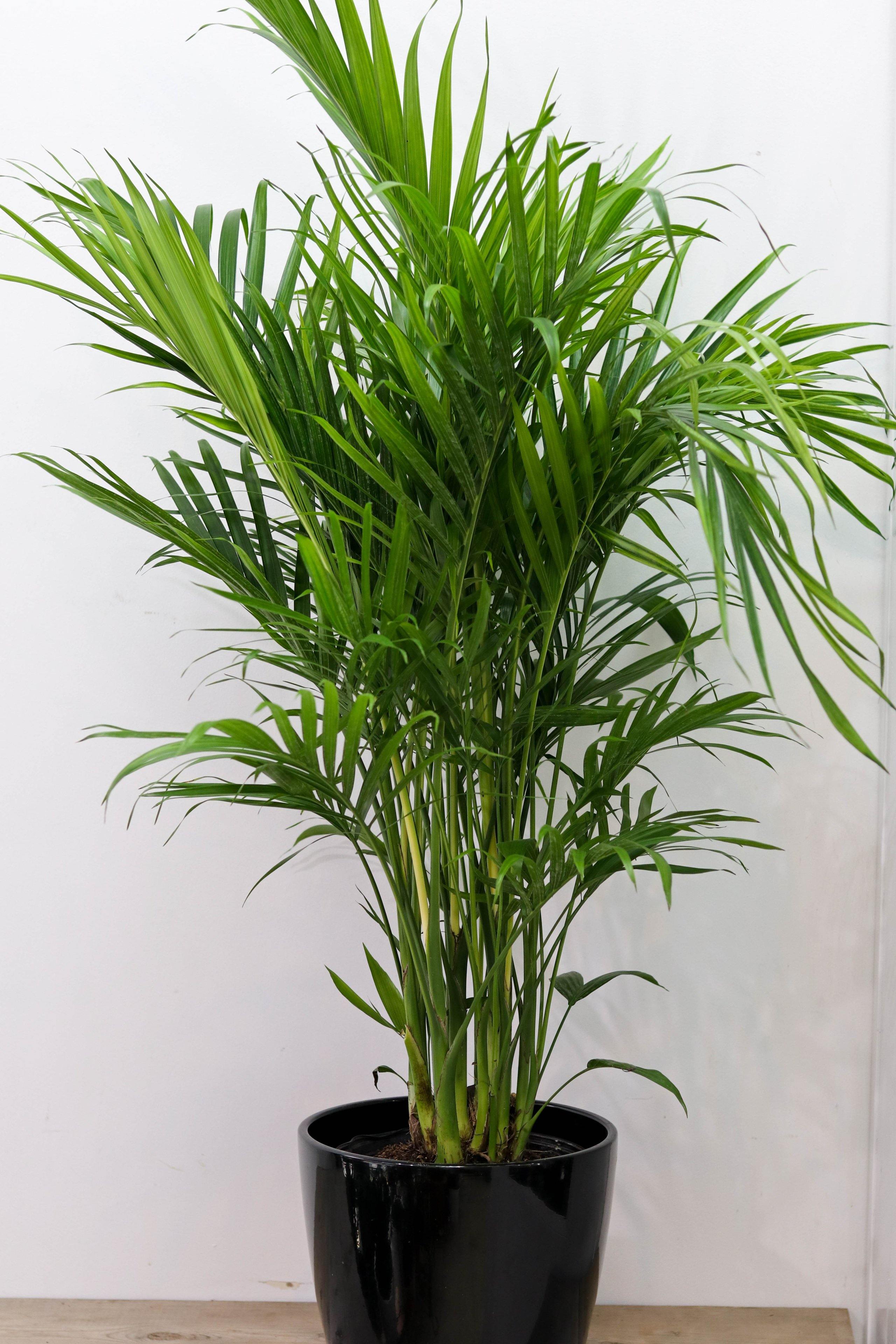 Palm Tree (12") - Flower & Plant Free Delivery | Toronto Flower Shop ...